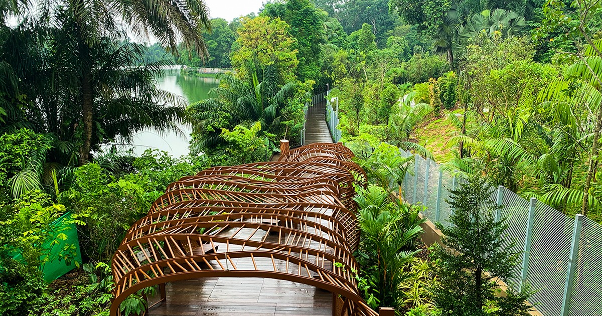 Mandai Boardwalk: New Walking Trail Opens for Nature Lovers in Singapore